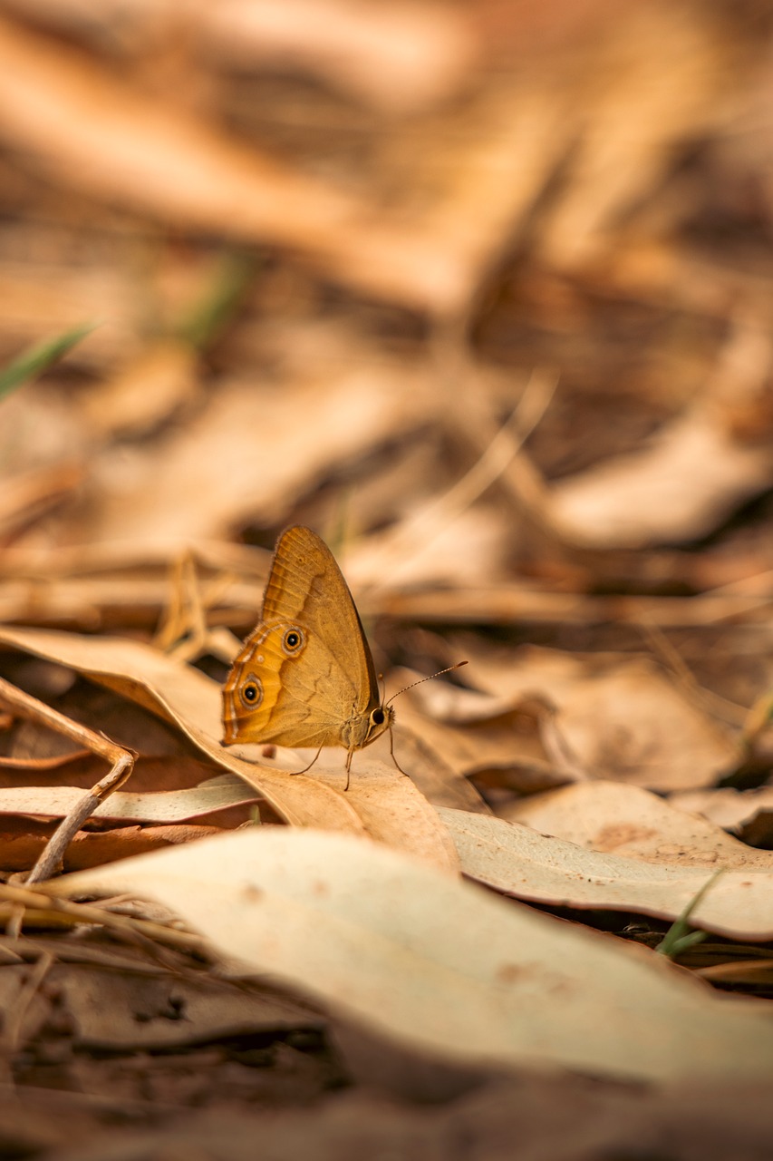 Moth Insect Bug - Free photo on Pixabay