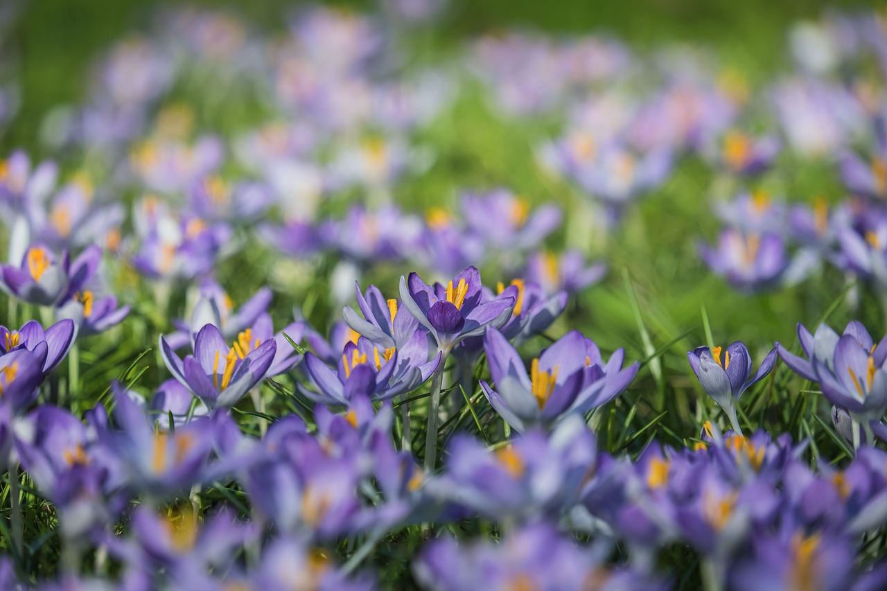 Crocuses Spring Meadow - Free photo on Pixabay