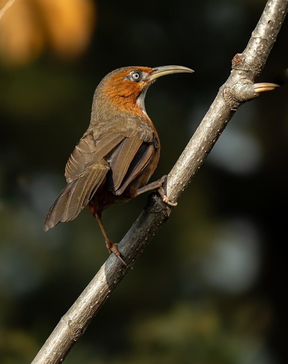 Rusty-Cheeked Scimitar Babbler - Free photo on Pixabay