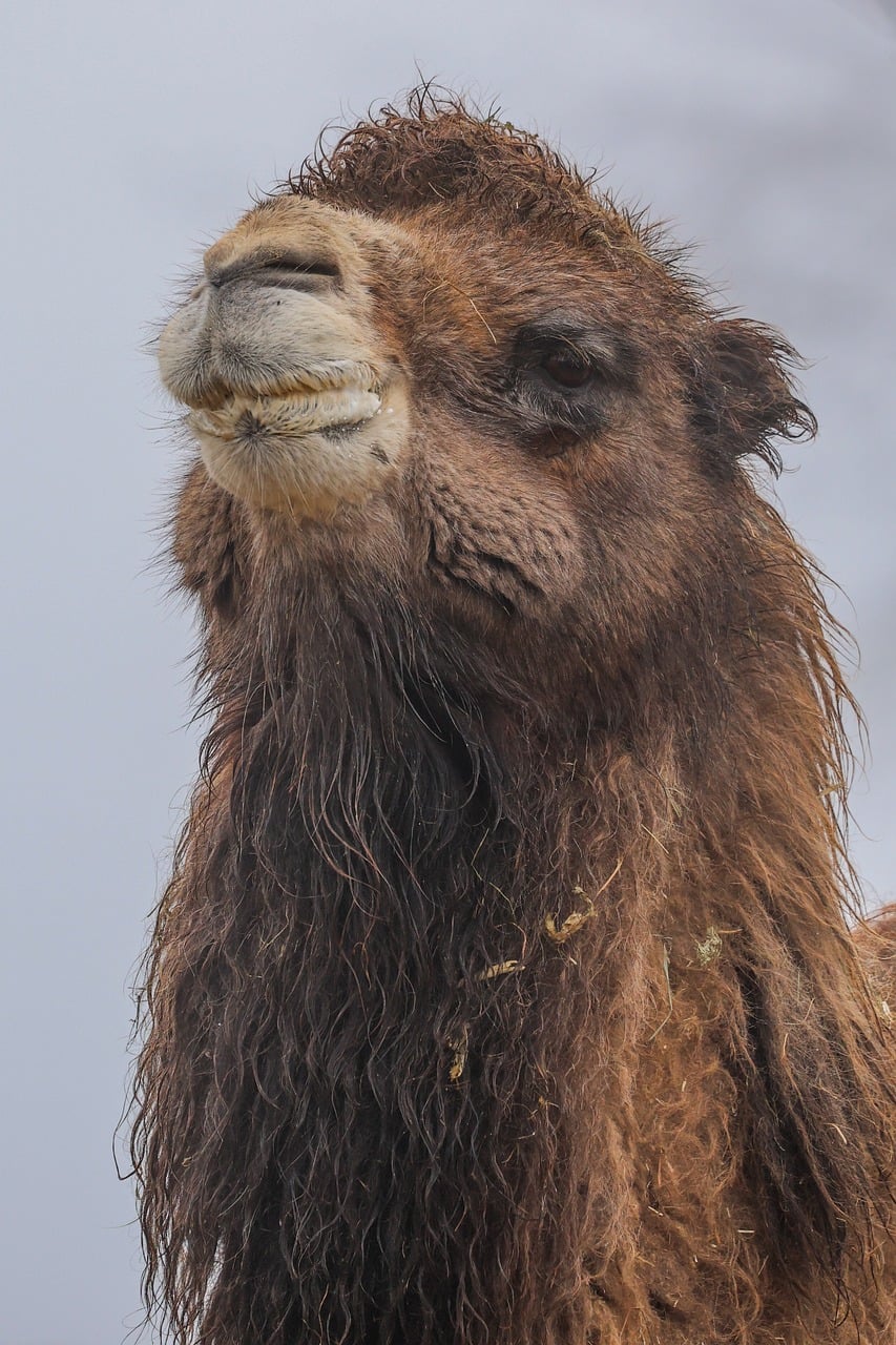 Camel Nature Desert - Free photo on Pixabay