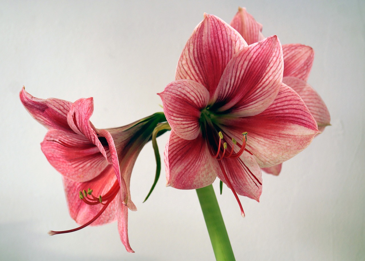 Amaryllis Gervase Lelie - Gratis foto op Pixabay