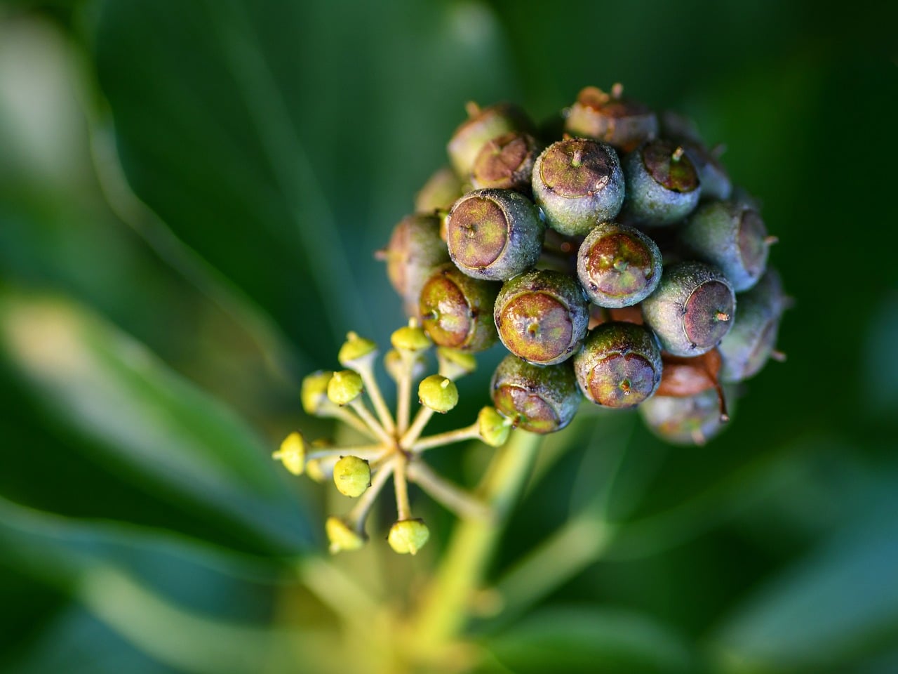 Ivy Balls Fall - Free photo on Pixabay