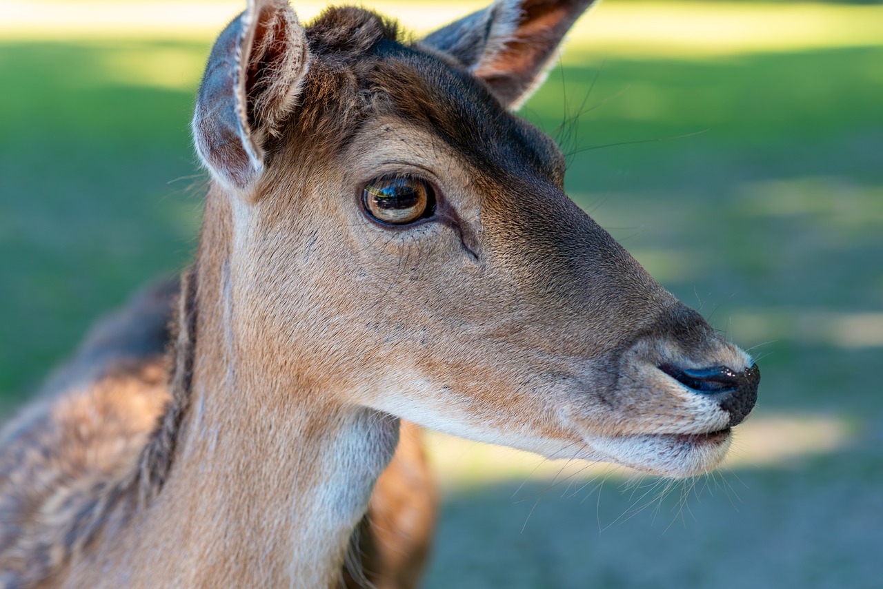 Fallow Deer Nature - Free photo on Pixabay