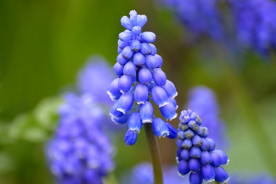 Grape Hyacinths Miners Pearl - Free photo on Pixabay