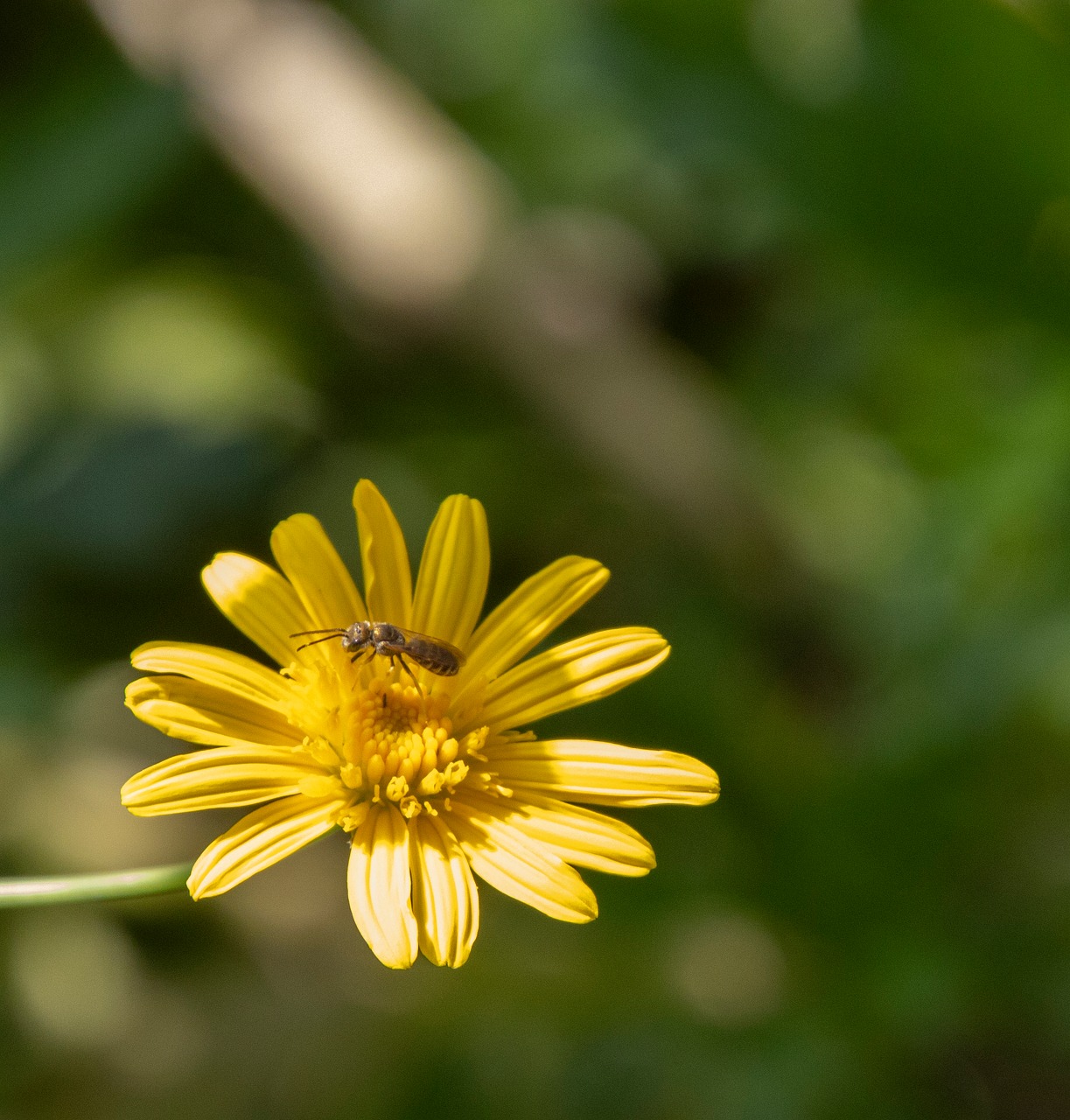 Daisy Bee Bloom - Free photo on Pixabay
