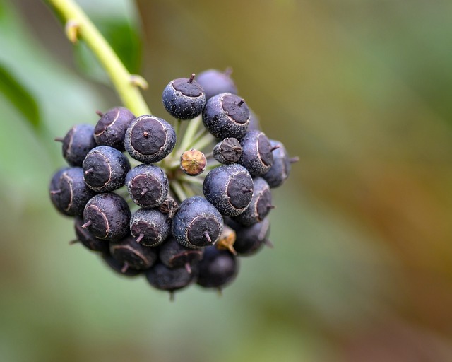 Ivy Plant Balls - Free photo on Pixabay