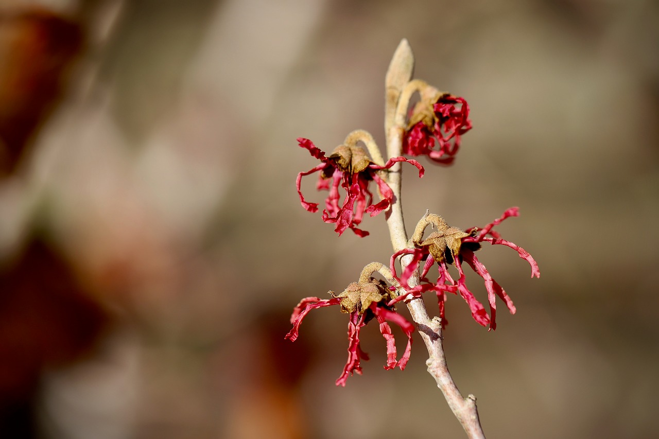 Witch Hazel Red Flowers Shrub - Free photo on Pixabay