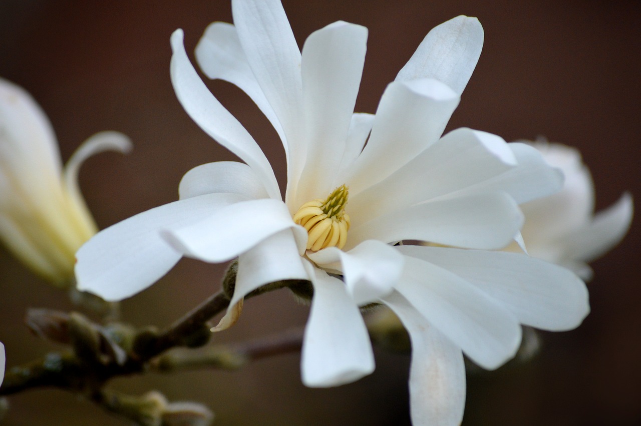 Star Magnolia Bud Magnolias - Free photo on Pixabay