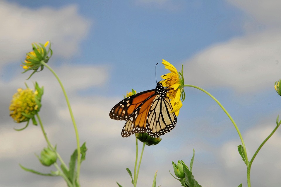 Butterfly Nature Wings - Free photo on Pixabay