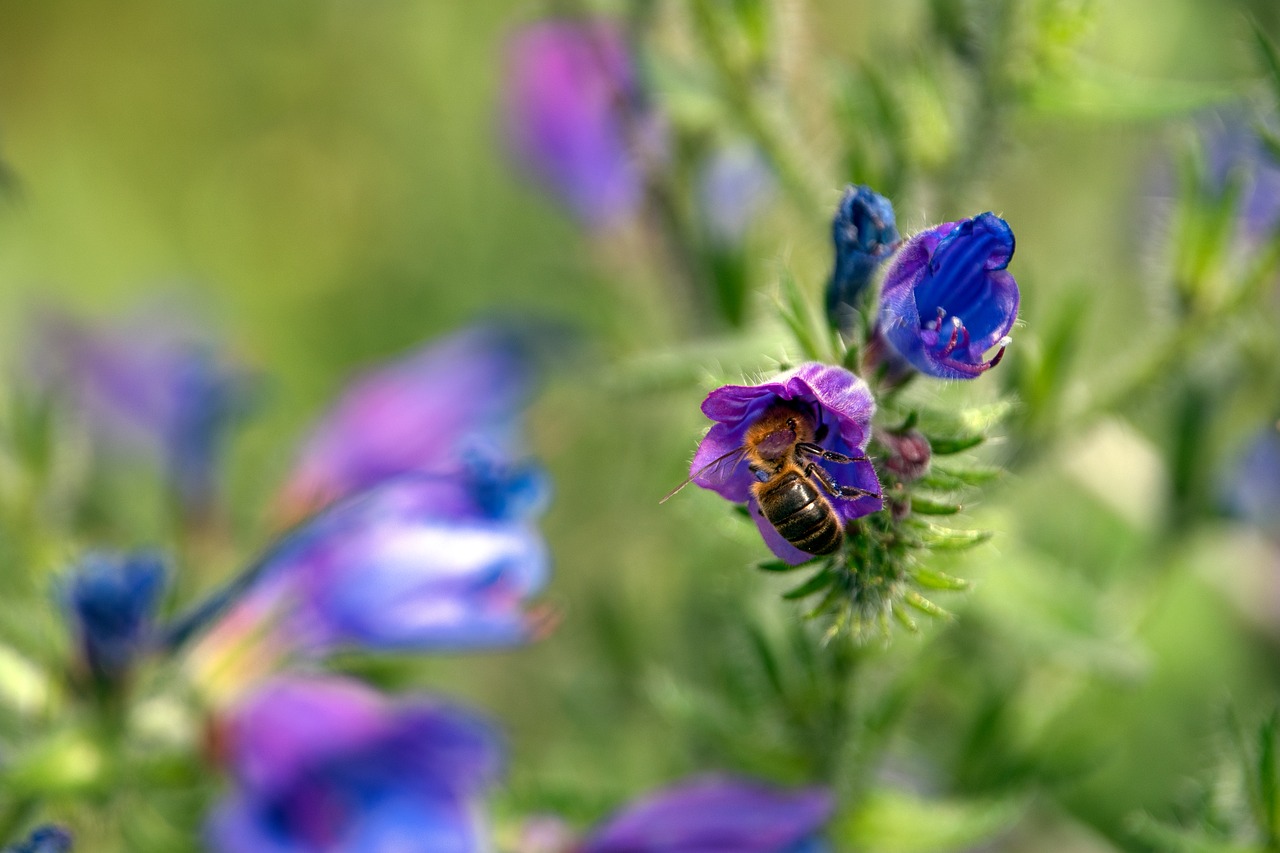 Bloem Bij Bestuiving - Gratis foto op Pixabay