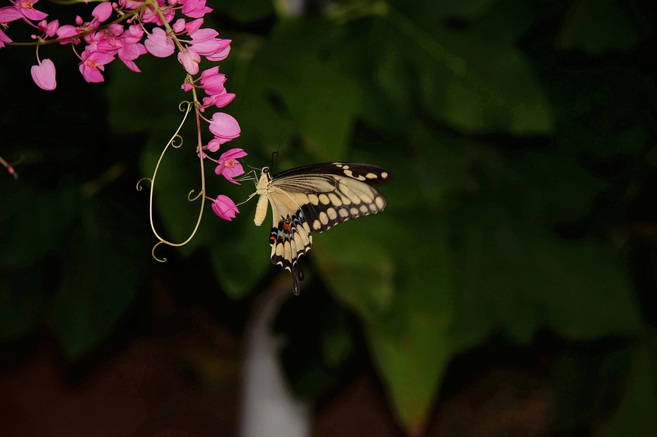Butterfly Nature Wings - Free photo on Pixabay
