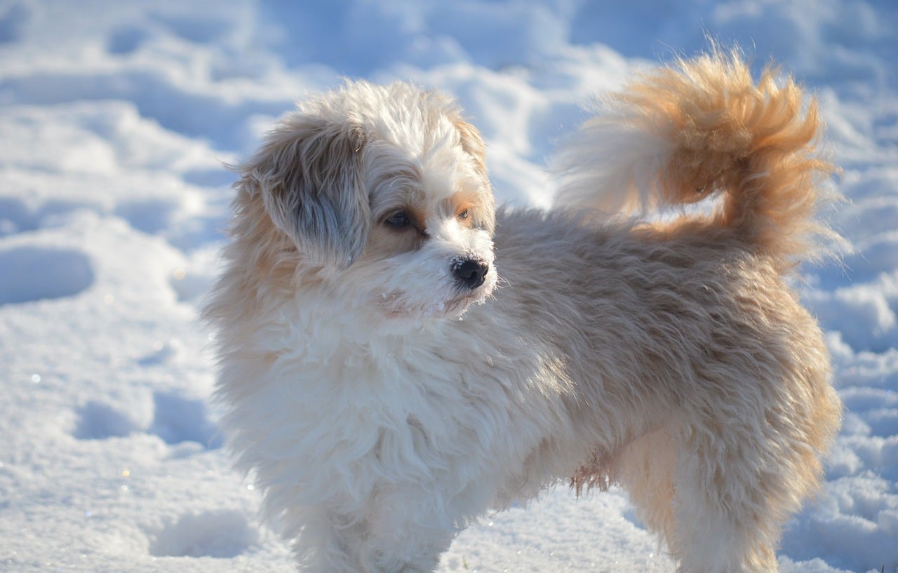 Dog Bolonka Animal - Free photo on Pixabay