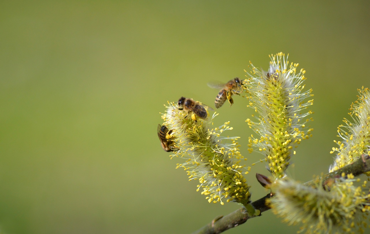 Bees Honey Insects - Free photo on Pixabay
