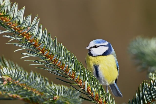 Blue Tit Birdwatching Conifer - Free photo on Pixabay