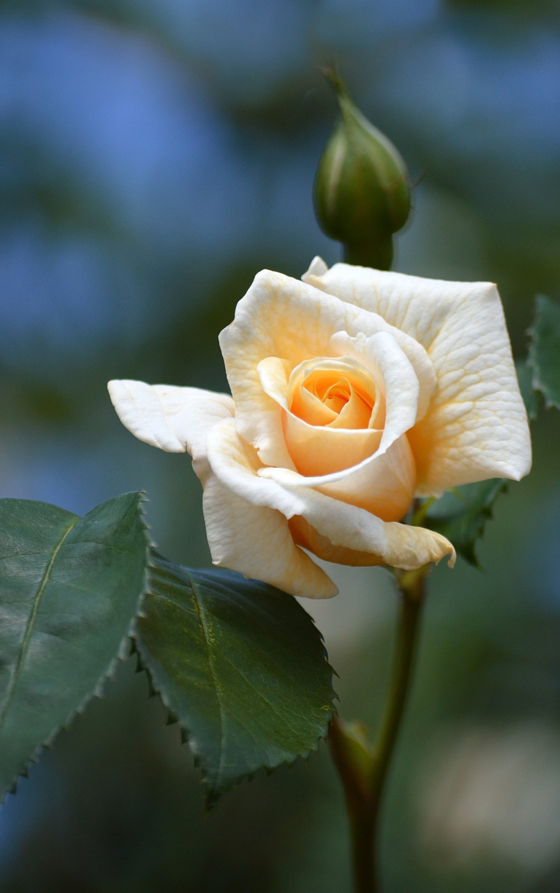 Rose Fleur Flore De - Photo gratuite sur Pixabay