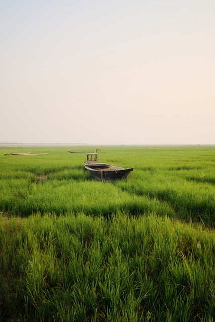 60,000+ Free Bangladesh Nature & Bangladesh Photos - Pixabay