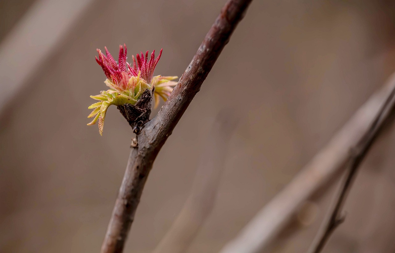 Nature Twig Spring - Free photo on Pixabay