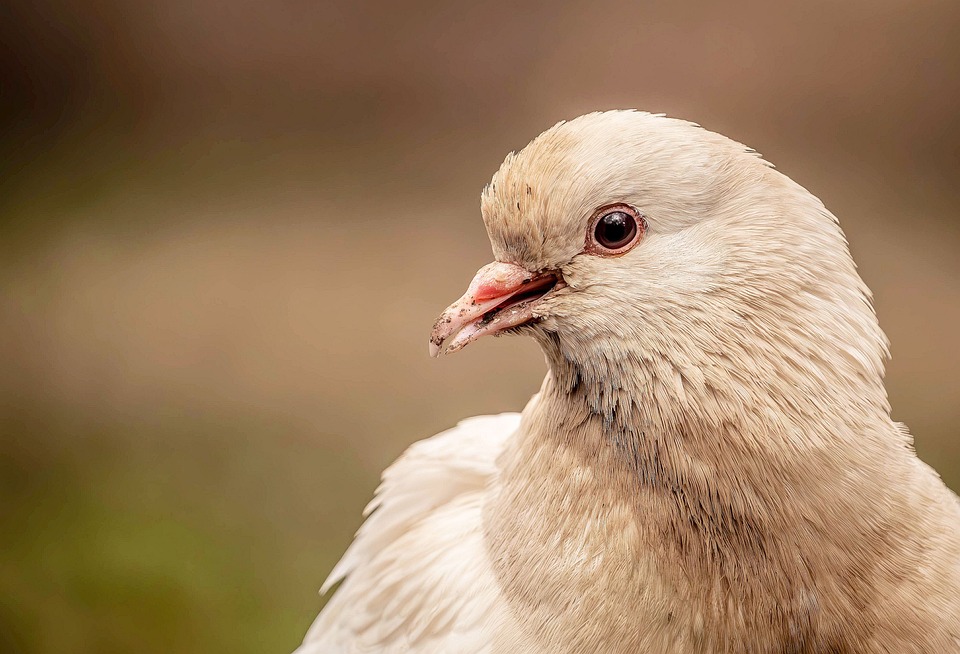 Colombe Oiseau Nature - Photo gratuite sur Pixabay