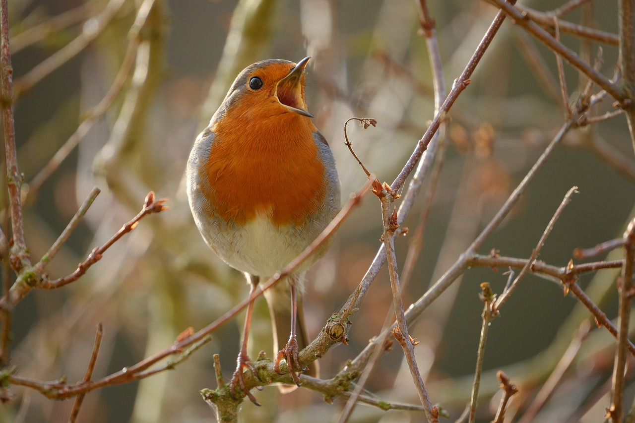Robin Redbreast Bird - Free photo on Pixabay