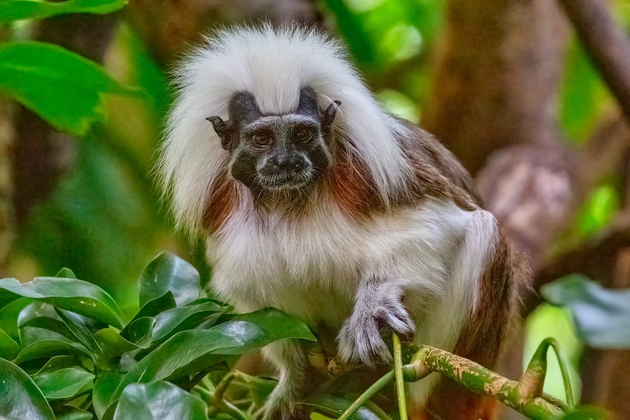 Tamarin Singe Nature - Photo gratuite sur Pixabay