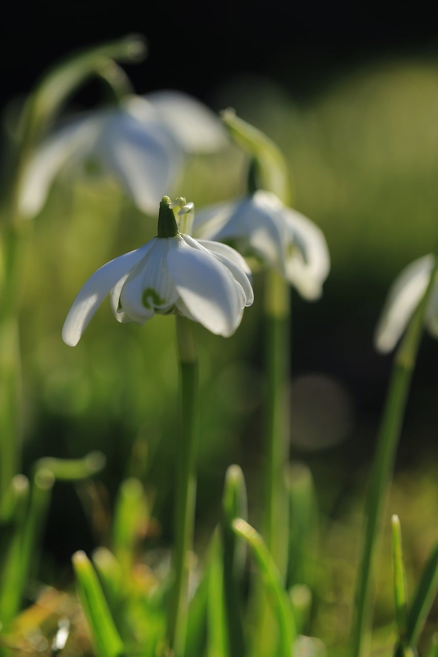 Perce-Neige La Nature Fleur - Photo gratuite sur Pixabay
