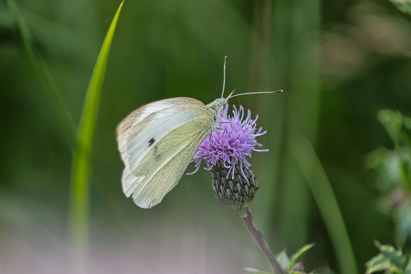 Złapane_Chwile - Pixabay