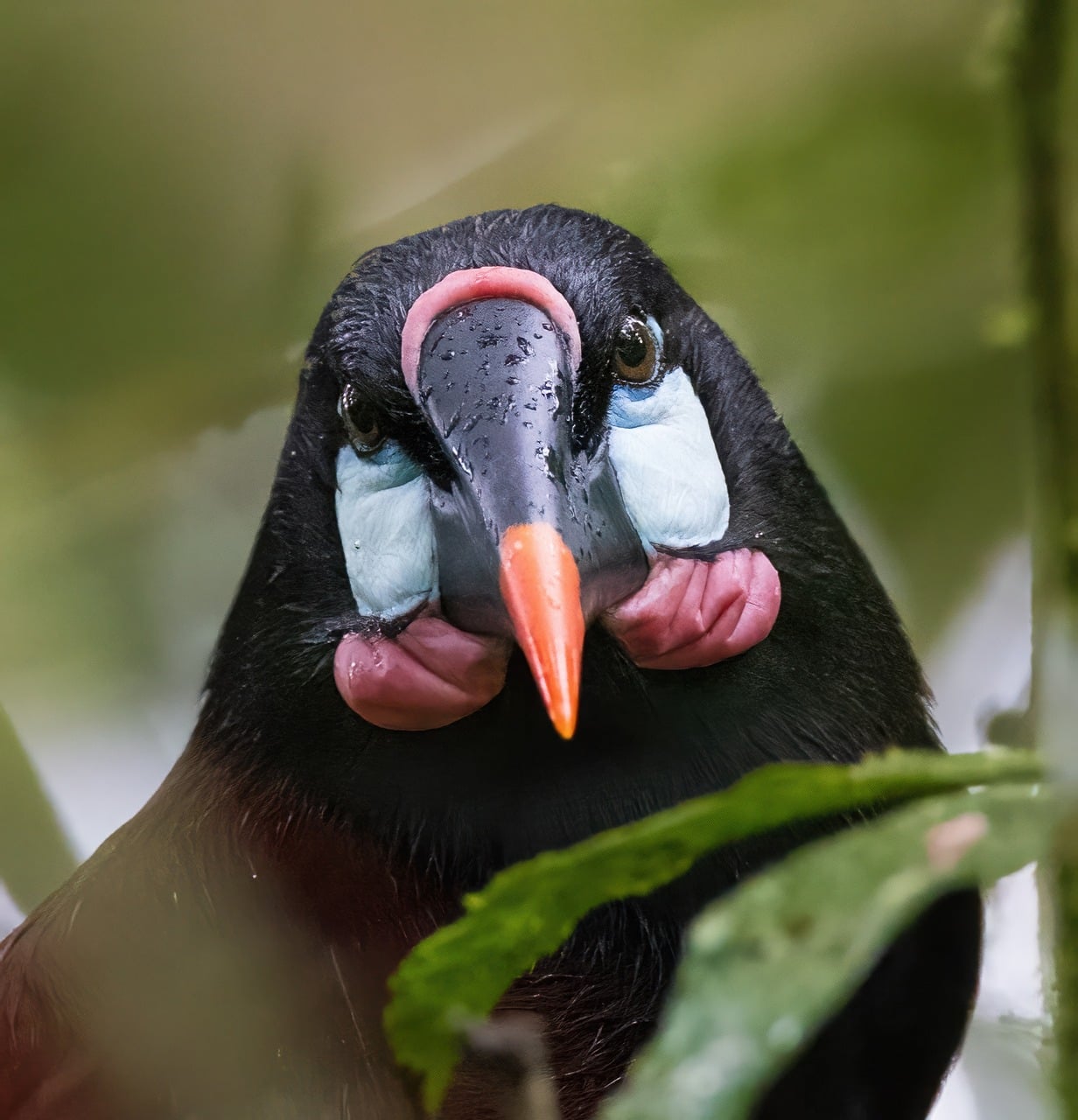 Montezuma'S Oropendola Bird - Free photo on Pixabay