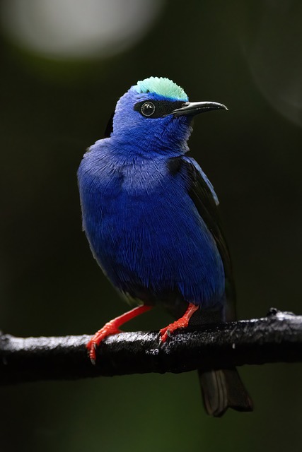 Bird Species Blue Wildlife - Free photo on Pixabay