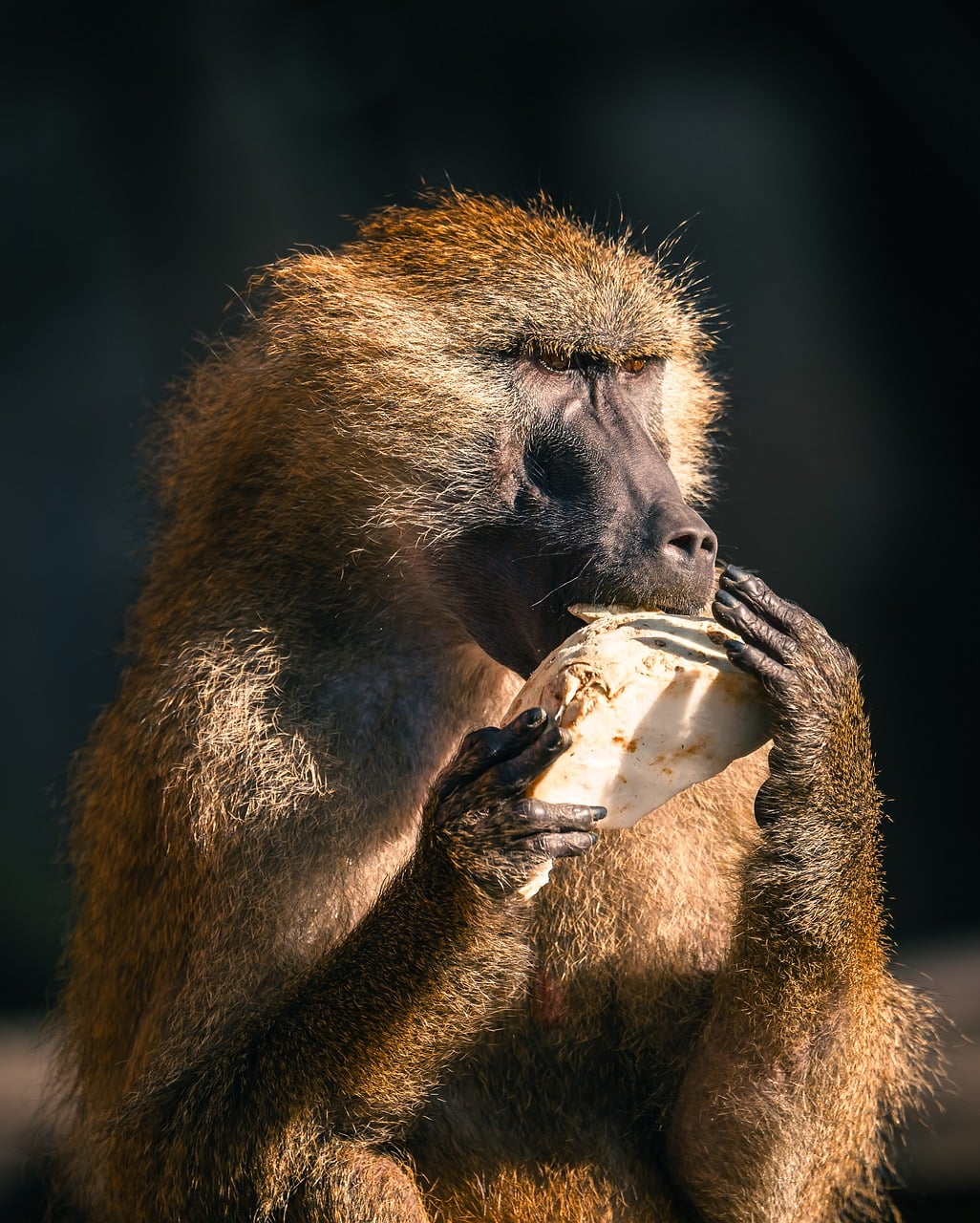 Aap Baviaan Zoogdier Sfinx - Gratis foto op Pixabay