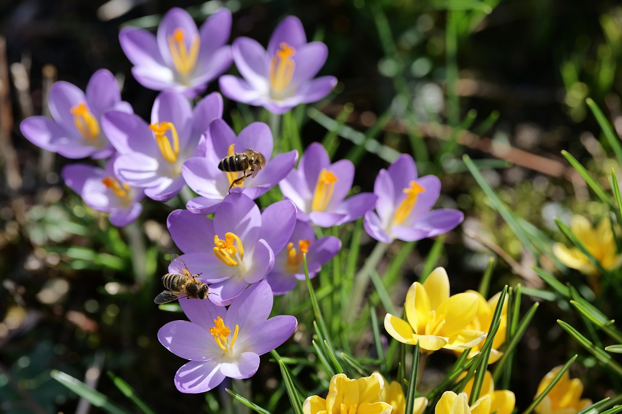 Crocus Bee Purple - Free photo on Pixabay