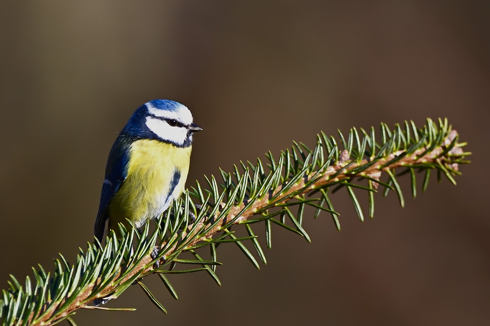 Blue Tit Bird Wildlife - Free photo on Pixabay