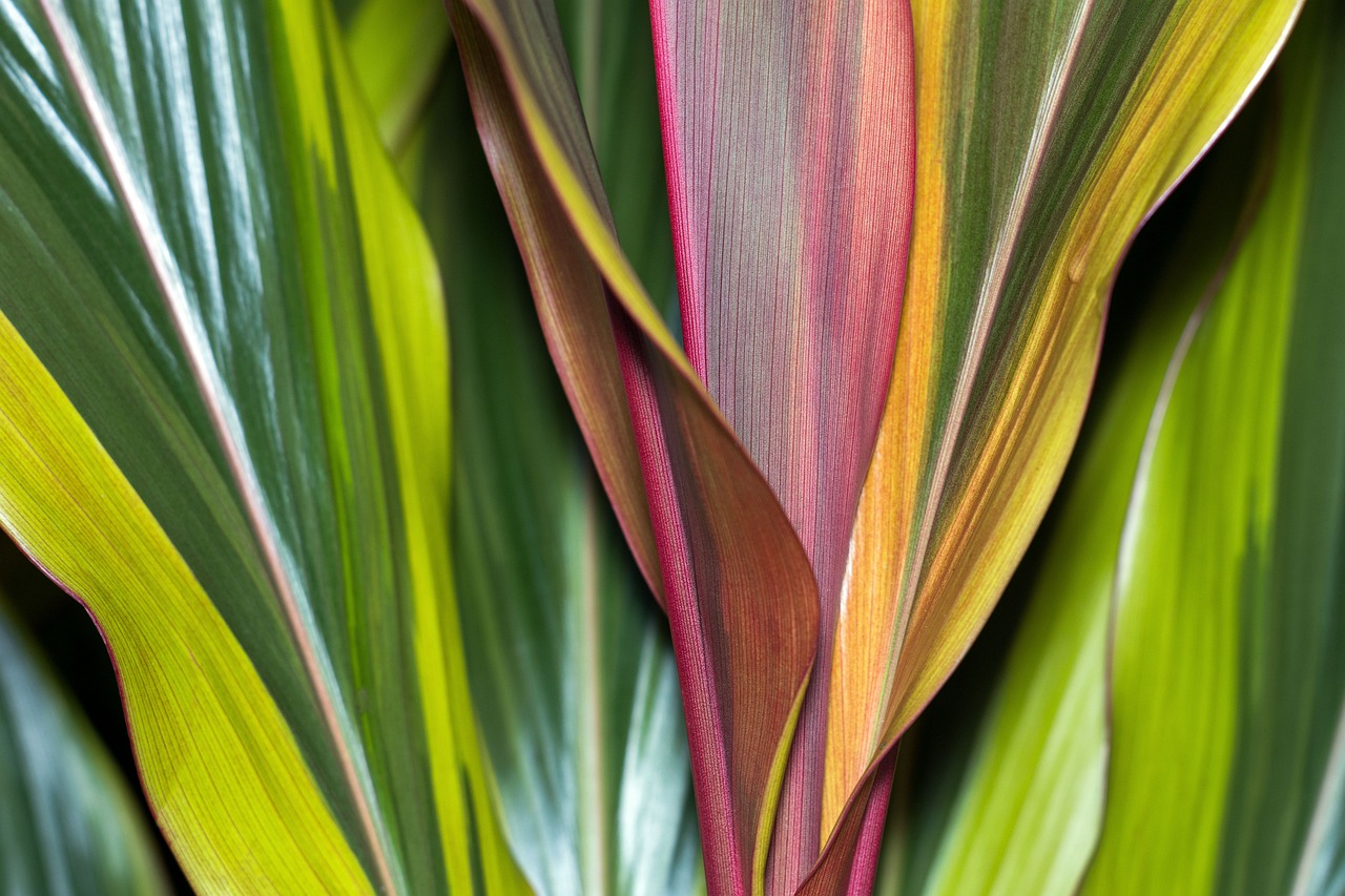 Good Luck Plant Nature Leaves - Free photo on Pixabay