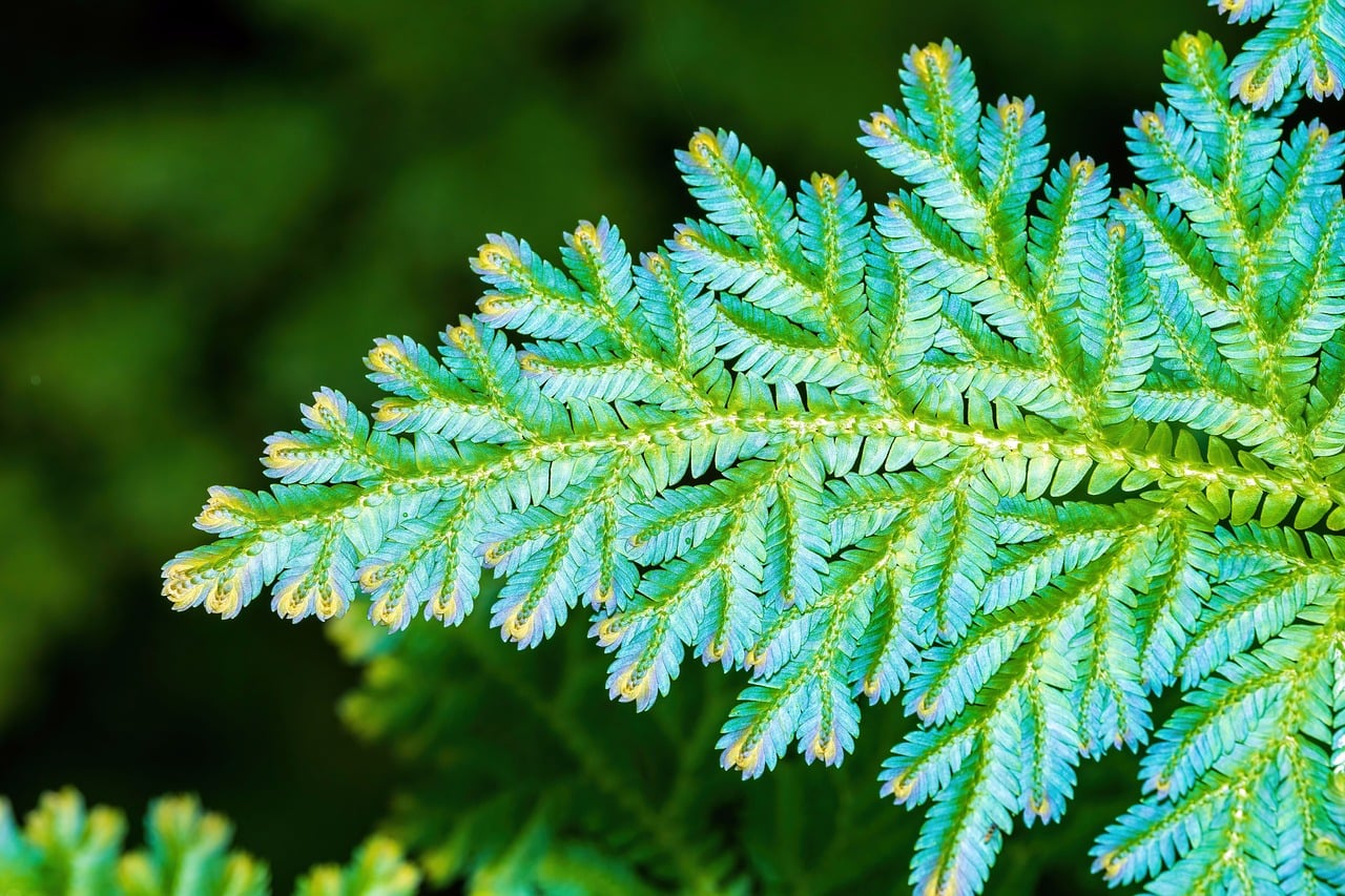 Peacock Fern Nature - Free photo on Pixabay