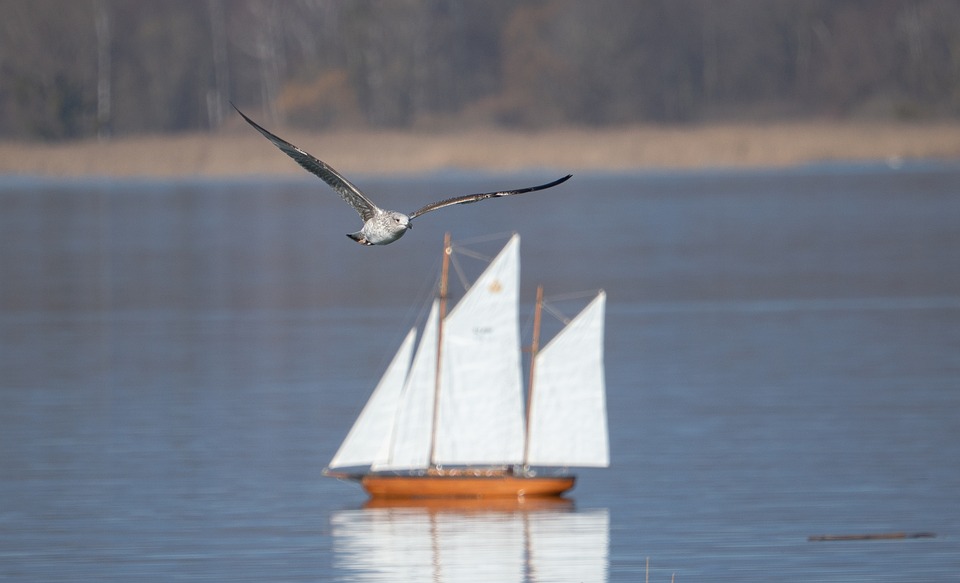 Seagull Model Ship Bird Flight - Free photo on Pixabay