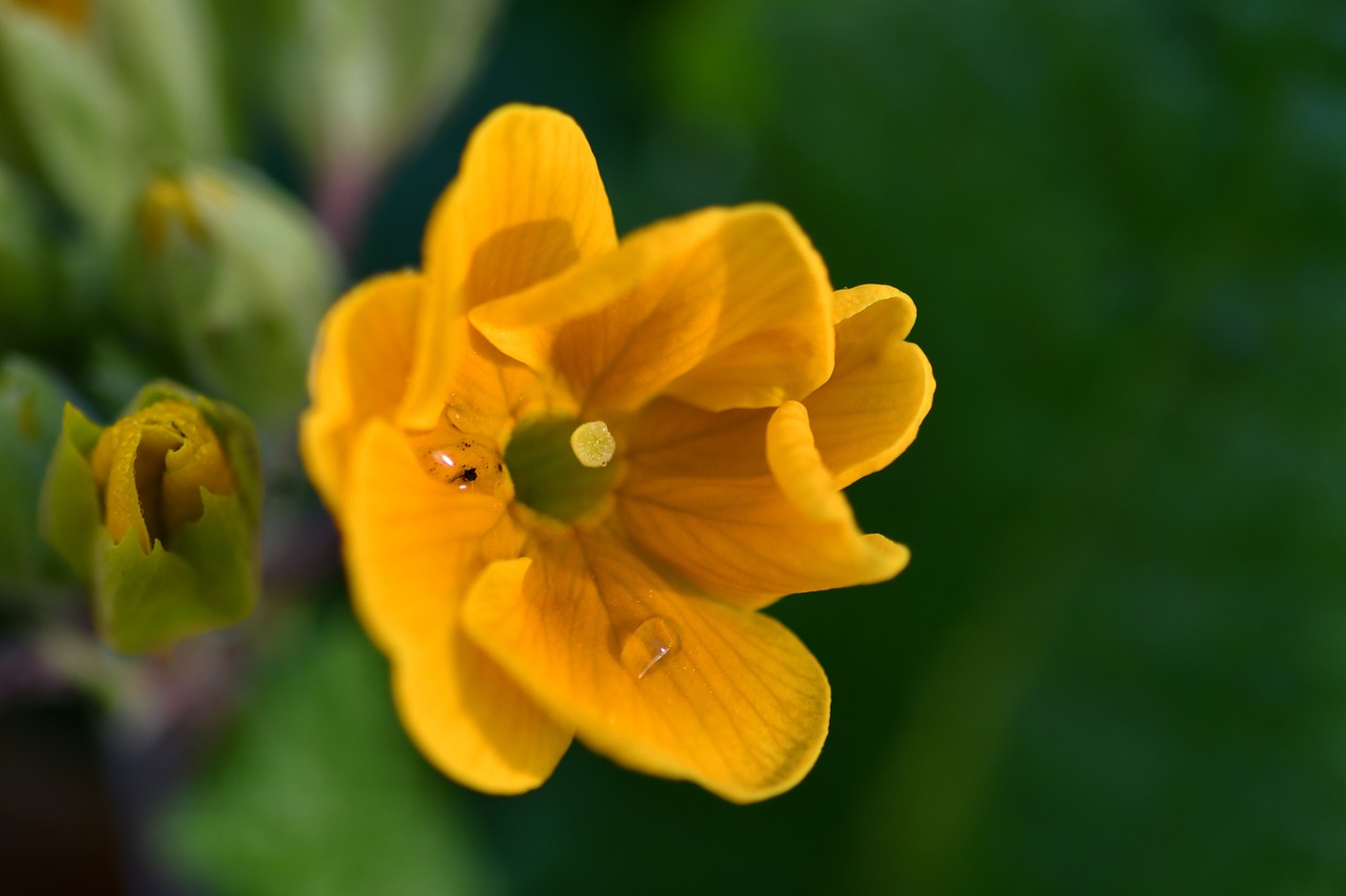 Worry Flower Orange Water - Free photo on Pixabay