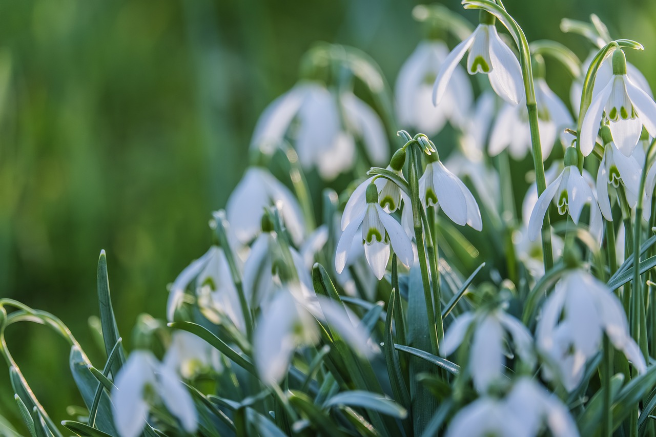 Snowdrop Flower Nature - Free photo on Pixabay