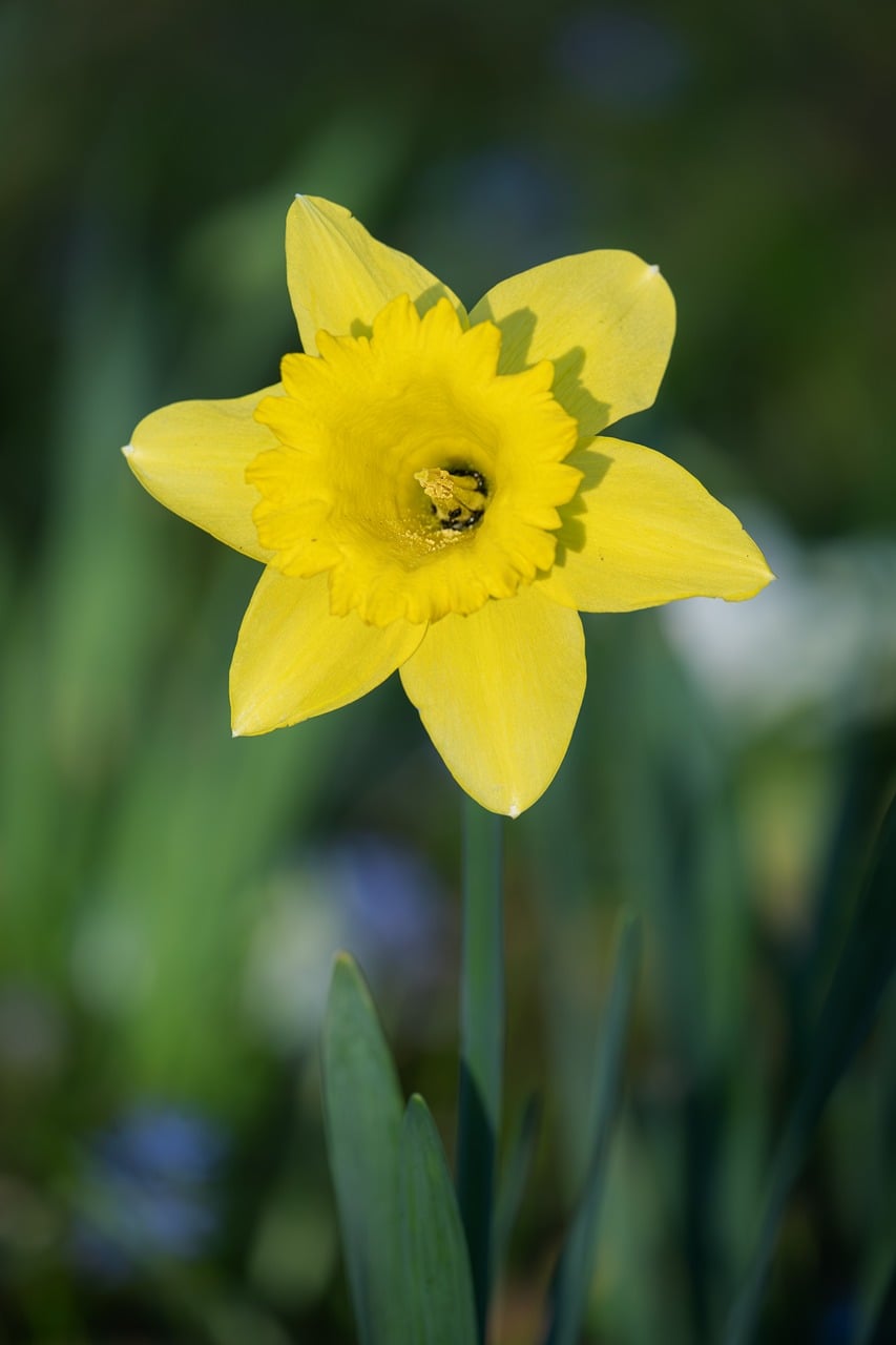Daffodil Yellow Spring - Free photo on Pixabay