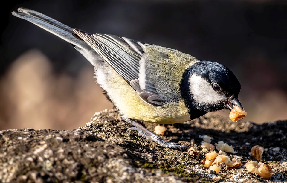 Great Tit Bird Feeding Oak Free Photo On Pixabay