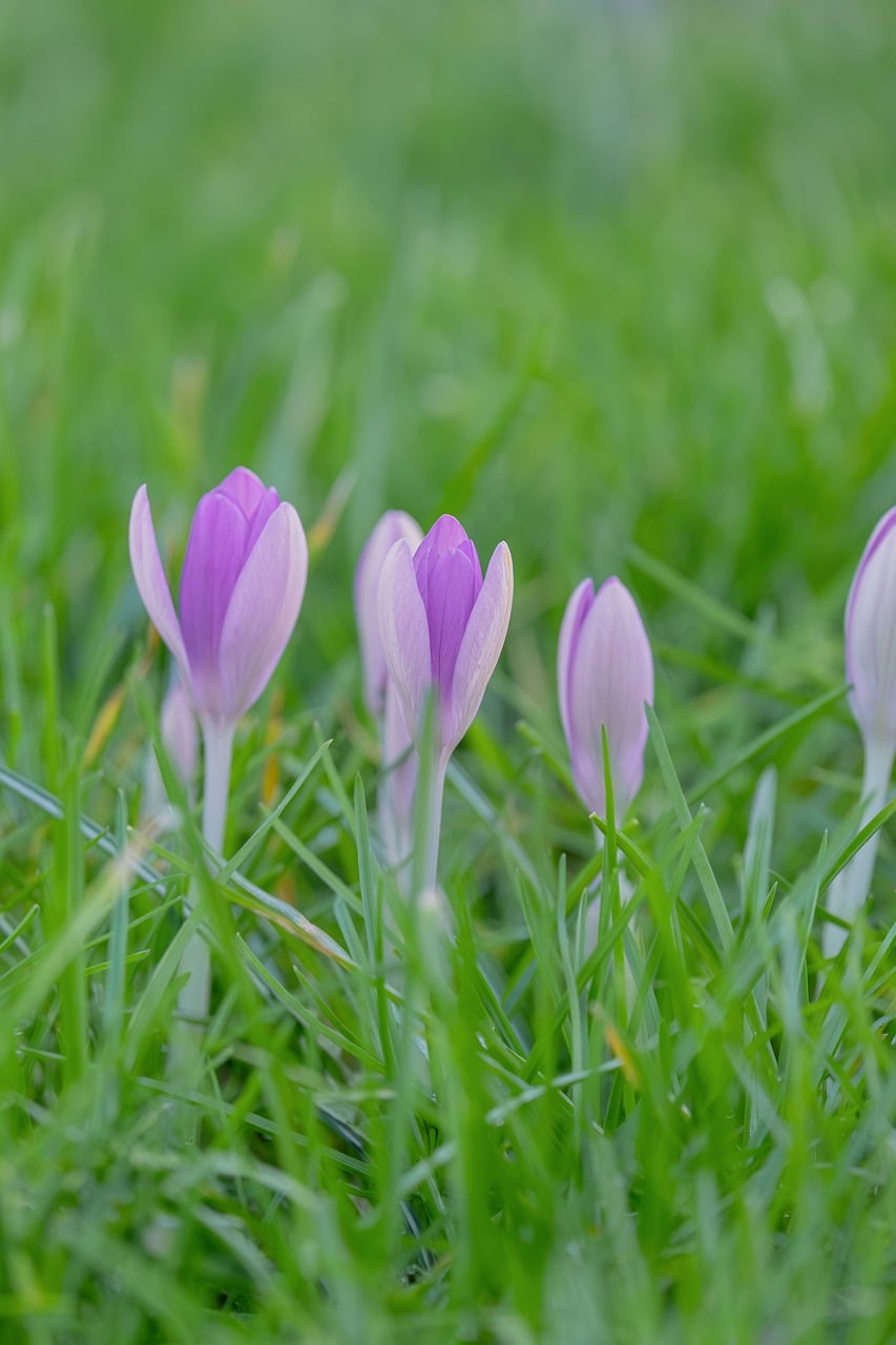 Crocus Flowers Purple - Free photo on Pixabay