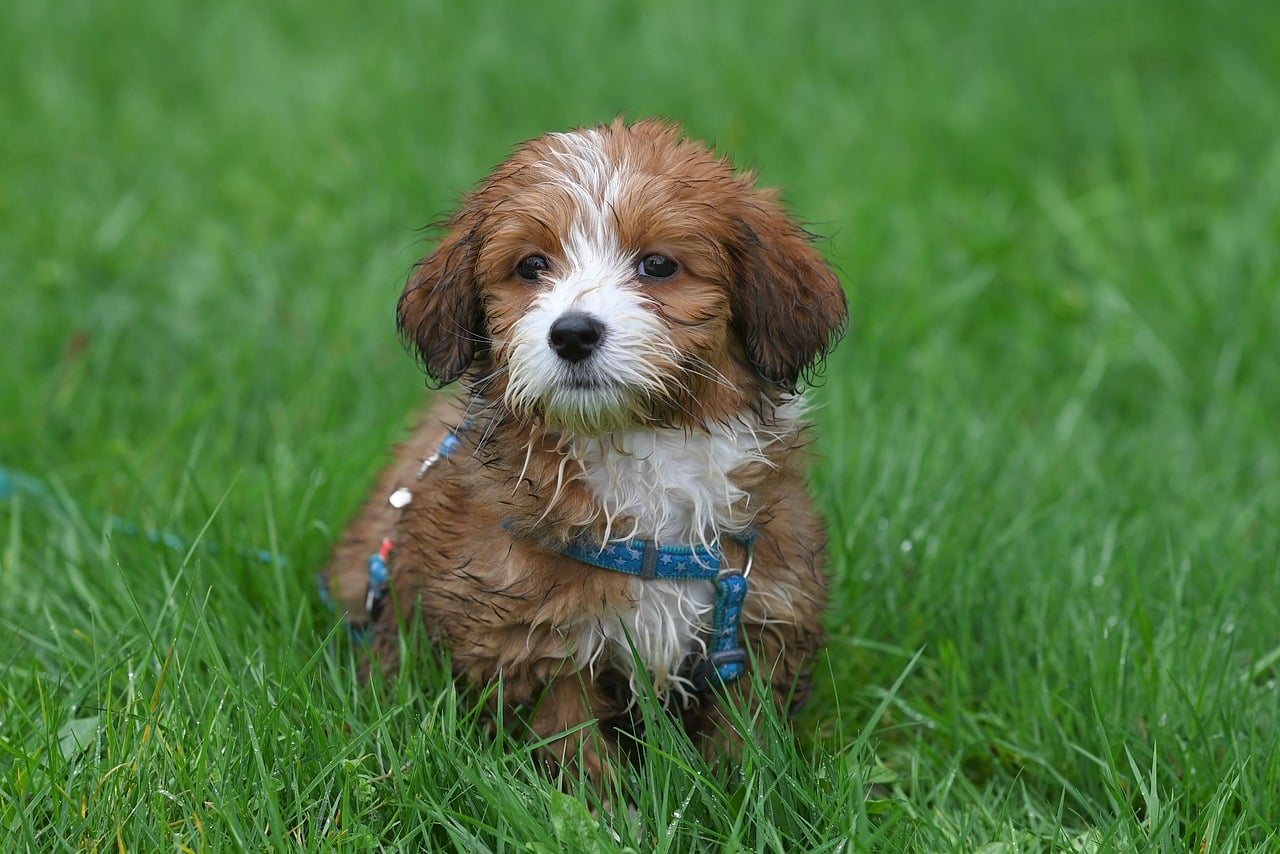 Havanese Bichon Puppy Ario Animal - Free photo on Pixabay