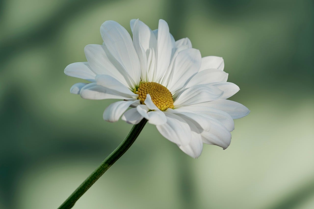 Daisy Flower Petals - Free photo on Pixabay