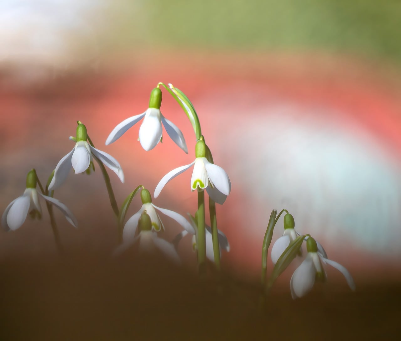 Nature Snowdrop Flower Wallpaper - Free photo on Pixabay