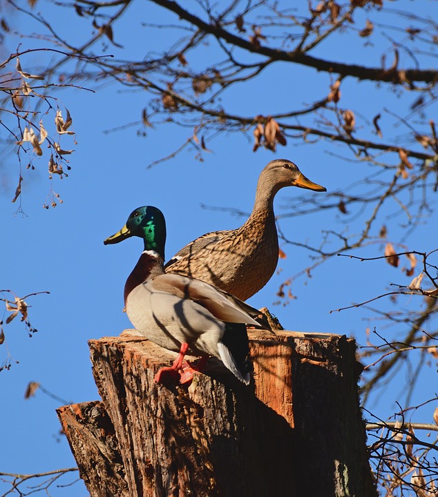 Mallard Pair Tree - Free photo on Pixabay