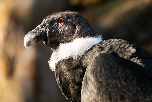 Andean Condor Bird Nature - Free photo on Pixabay