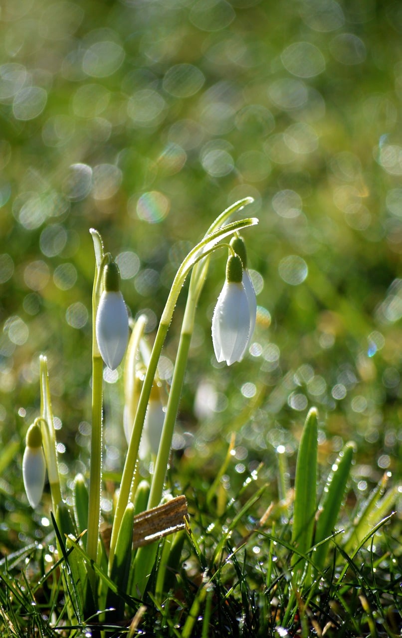 Ghiocel Floare Flori Inflorire - Fotografie gratuită pe Pixabay