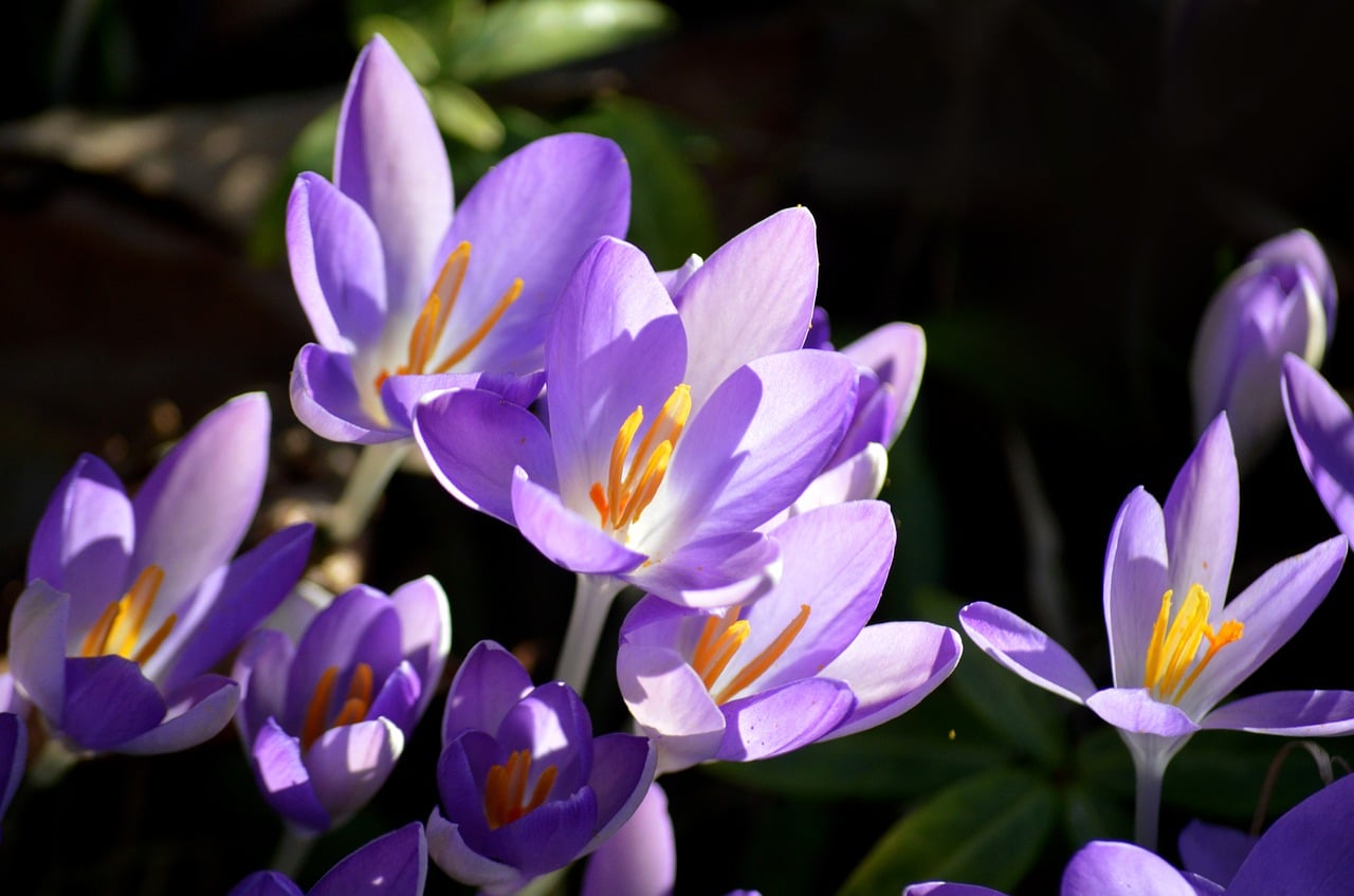 Crocuses Crocus Flowers Flower - Free photo on Pixabay