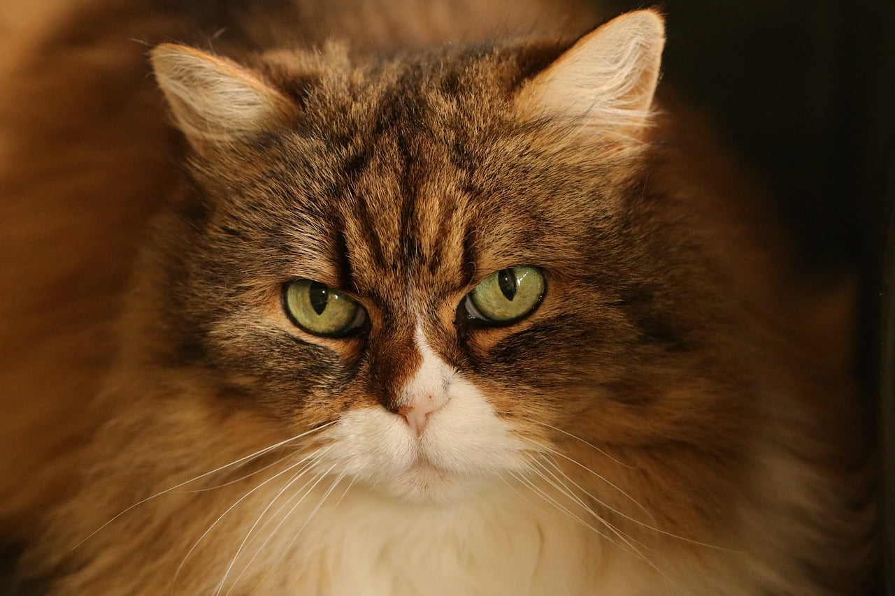 40,000+ Free Pets Animals & Animal Images - Pixabay
