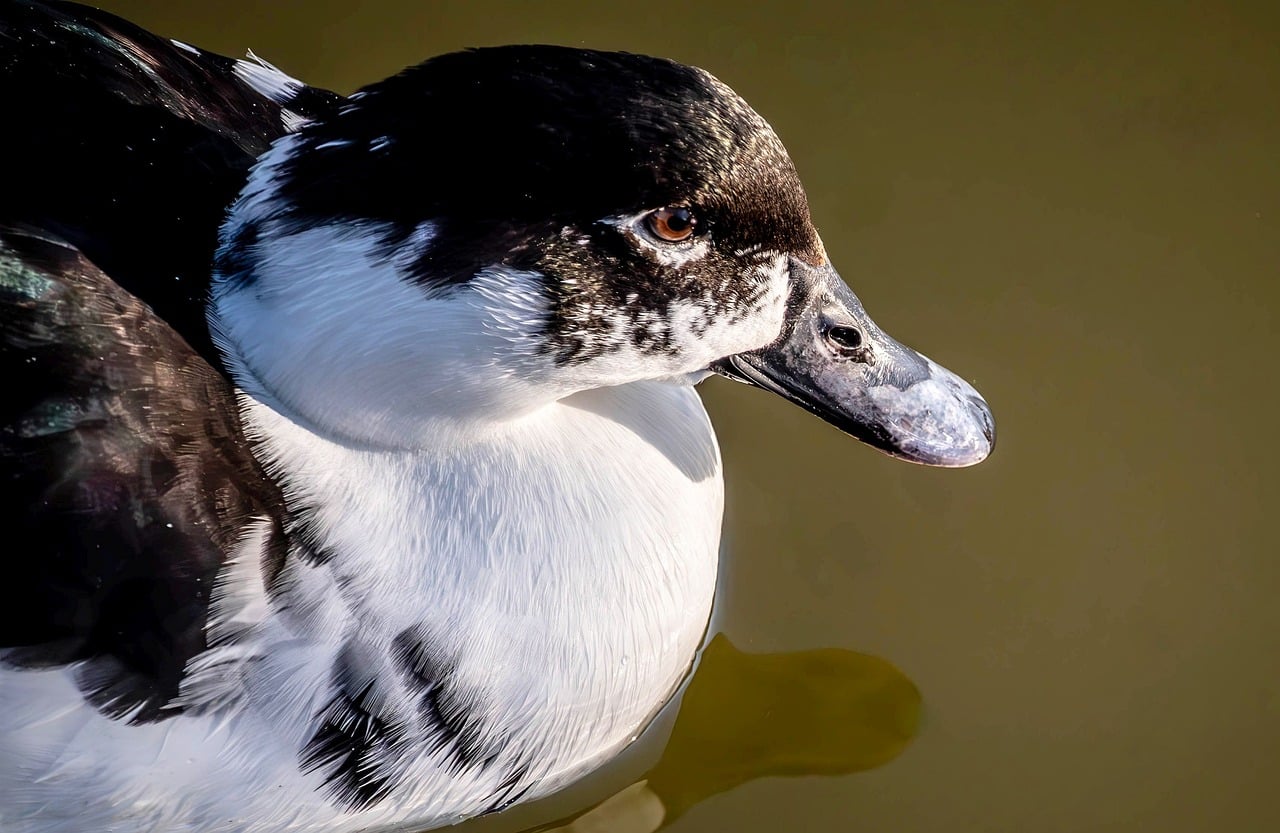 Muscovy Duck Bird - Free photo on Pixabay