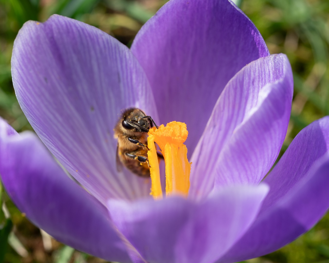 Bee Crocus Spring - Free photo on Pixabay
