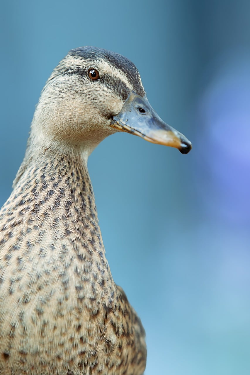 50,000+ Free Duck Background & Duck Images - Pixabay